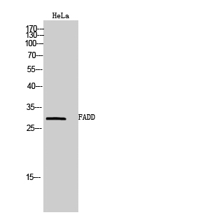 FADD Monoclonal Antibody- ELISA科研检测中心-优品生物官网