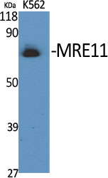 MRE11 Monoclonal Antibody- ELISA科研检测中心-优品生物官网