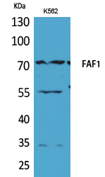 FAF1 Monoclonal Antibody- ELISA科研检测中心-优品生物官网