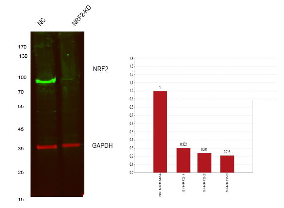 Nrf2 Monoclonal Antibody- ELISA科研检测中心-优品生物官网