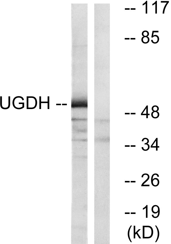 UDP-GlcDH Monoclonal Antibody- ELISA科研检测中心-优品生物官网