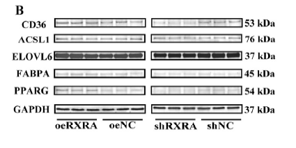 ACSL1 Monoclonal Antibody- ELISA科研检测中心-优品生物官网