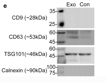 CD63 Monoclonal Antibody- ELISA科研检测中心-优品生物官网