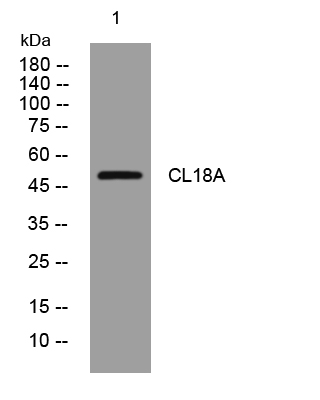 CL18A mouse mAb- ELISA科研检测中心-优品生物官网