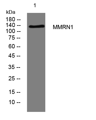 MMRN1 mouse mAb- ELISA科研检测中心-优品生物官网
