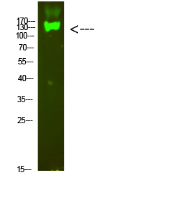 Integrin β7 Monoclonal Antibody- ELISA科研检测中心-优品生物官网