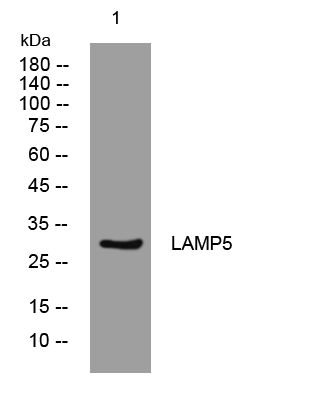 LAMP5 mouse mAb- ELISA科研检测中心-优品生物官网