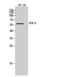GPR75 Monoclonal Antibody- ELISA科研检测中心-优品生物官网