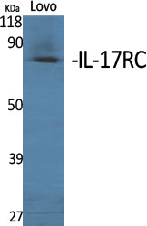 IL-17RC Monoclonal Antibody- ELISA科研检测中心-优品生物官网