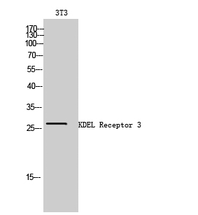 KDEL Receptor 3 Monoclonal Antibody- ELISA科研检测中心-优品生物官网