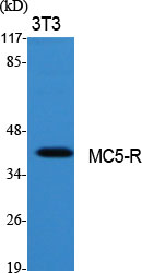 MC5-R Monoclonal Antibody- ELISA科研检测中心-优品生物官网