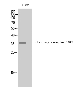 Olfactory receptor 10A7 Monoclonal Antibody- ELISA科研检测中心-优品生物官网