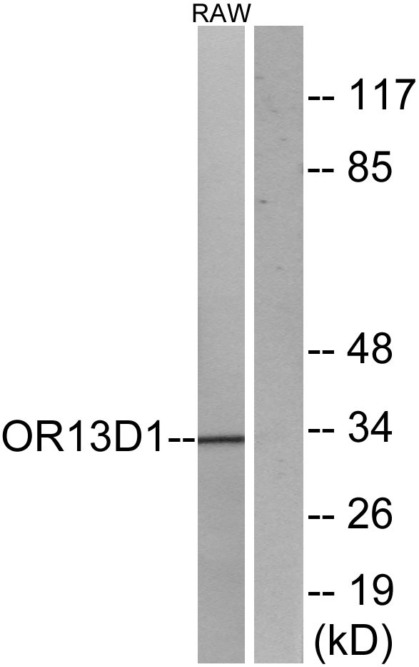 Olfactory receptor 13D1 Monoclonal Antibody- ELISA科研检测中心-优品生物官网