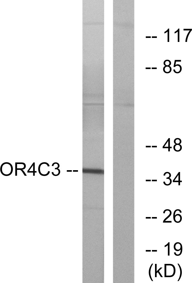 Olfactory receptor 4C3 Monoclonal Antibody- ELISA科研检测中心-优品生物官网
