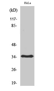 Olfactory receptor 6T1 Monoclonal Antibody- ELISA科研检测中心-优品生物官网