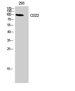 CD22 Monoclonal Antibody- ELISA科研检测中心-优品生物官网