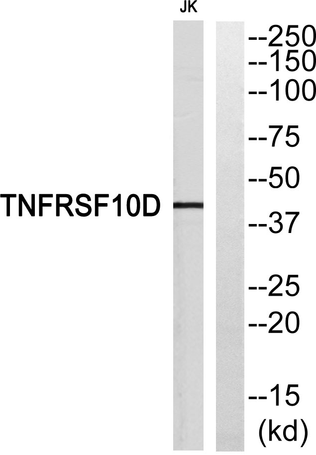 CD264 Monoclonal Antibody- ELISA科研检测中心-优品生物官网