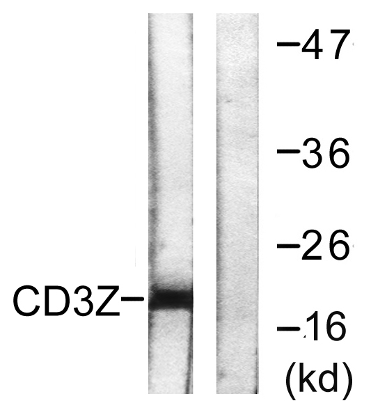 CD3 ζ Monoclonal Antibody- ELISA科研检测中心-优品生物官网
