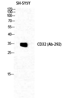 CD32 Monoclonal Antibody- ELISA科研检测中心-优品生物官网