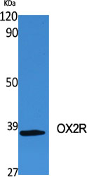 OX2R Monoclonal Antibody- ELISA科研检测中心-优品生物官网