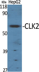 CLK2 Monoclonal Antibody- ELISA科研检测中心-优品生物官网