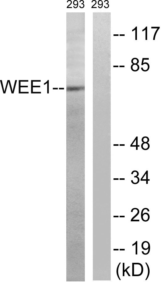 Wee 1 Monoclonal Antibody- ELISA科研检测中心-优品生物官网