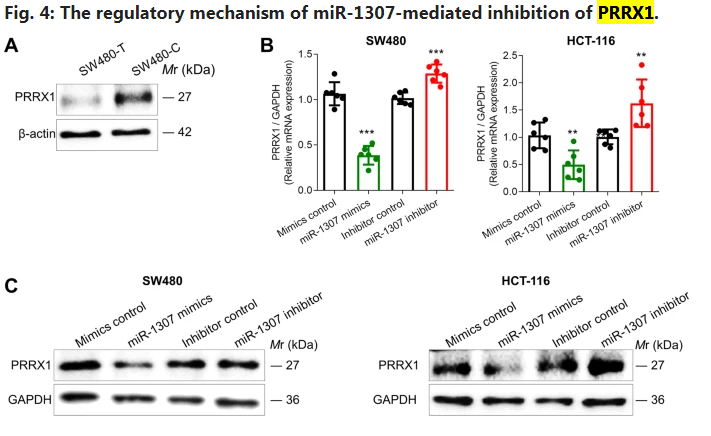 PRX1 Monoclonal Antibody- ELISA科研检测中心-优品生物官网