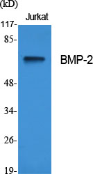 BMP-2 Monoclonal Antibody- ELISA科研检测中心-优品生物官网