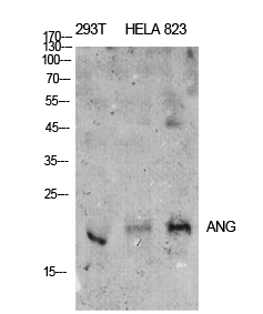 ANG I Monoclonal Antibody- ELISA科研检测中心-优品生物官网