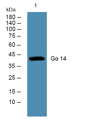 Gα 14 Monoclonal Antibody- ELISA科研检测中心-优品生物官网
