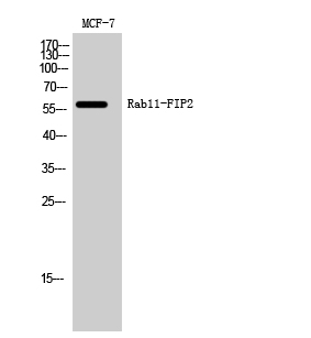 Rab11-FIP2 Monoclonal Antibody- ELISA科研检测中心-优品生物官网