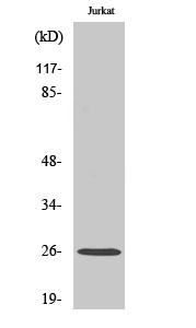 Rap 2C Monoclonal Antibody- ELISA科研检测中心-优品生物官网