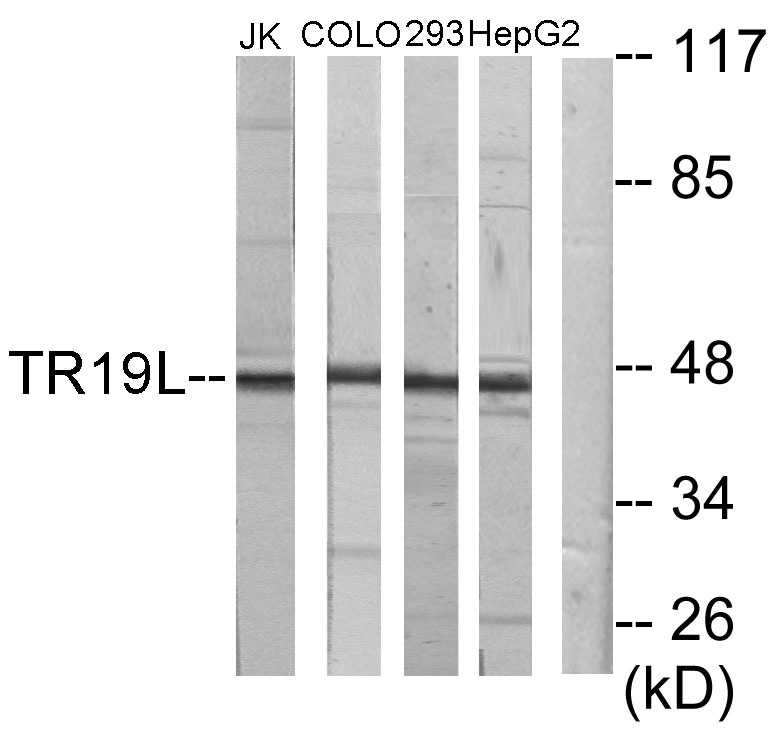 RELT Monoclonal Antibody- ELISA科研检测中心-优品生物官网