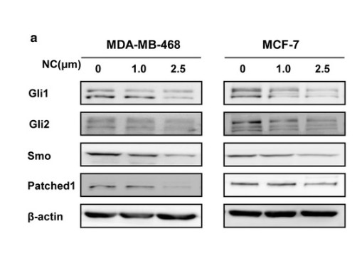 Smo Monoclonal Antibody- ELISA科研检测中心-优品生物官网