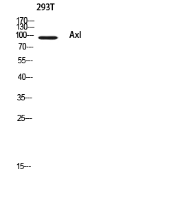 Axl Monoclonal Antibody- ELISA科研检测中心-优品生物官网